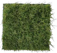Touch Grass Store